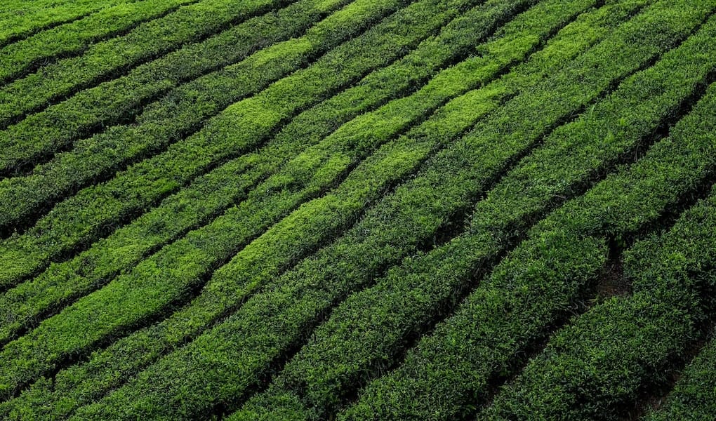 Plantations in Sri Lanka - Driving in Sri Lanka